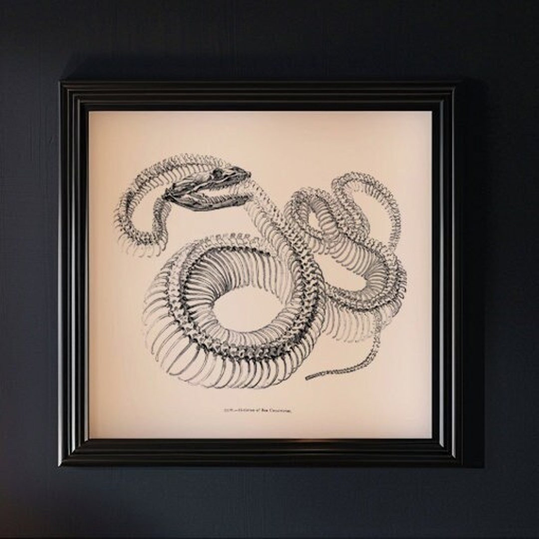 Vintage Boa Constrictor Snake Skeleton 1800s Science Illustration ...