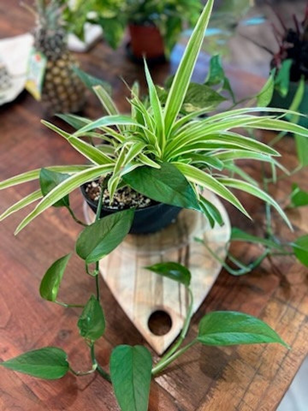 Jade Pothos and Snake Plant - Etsy