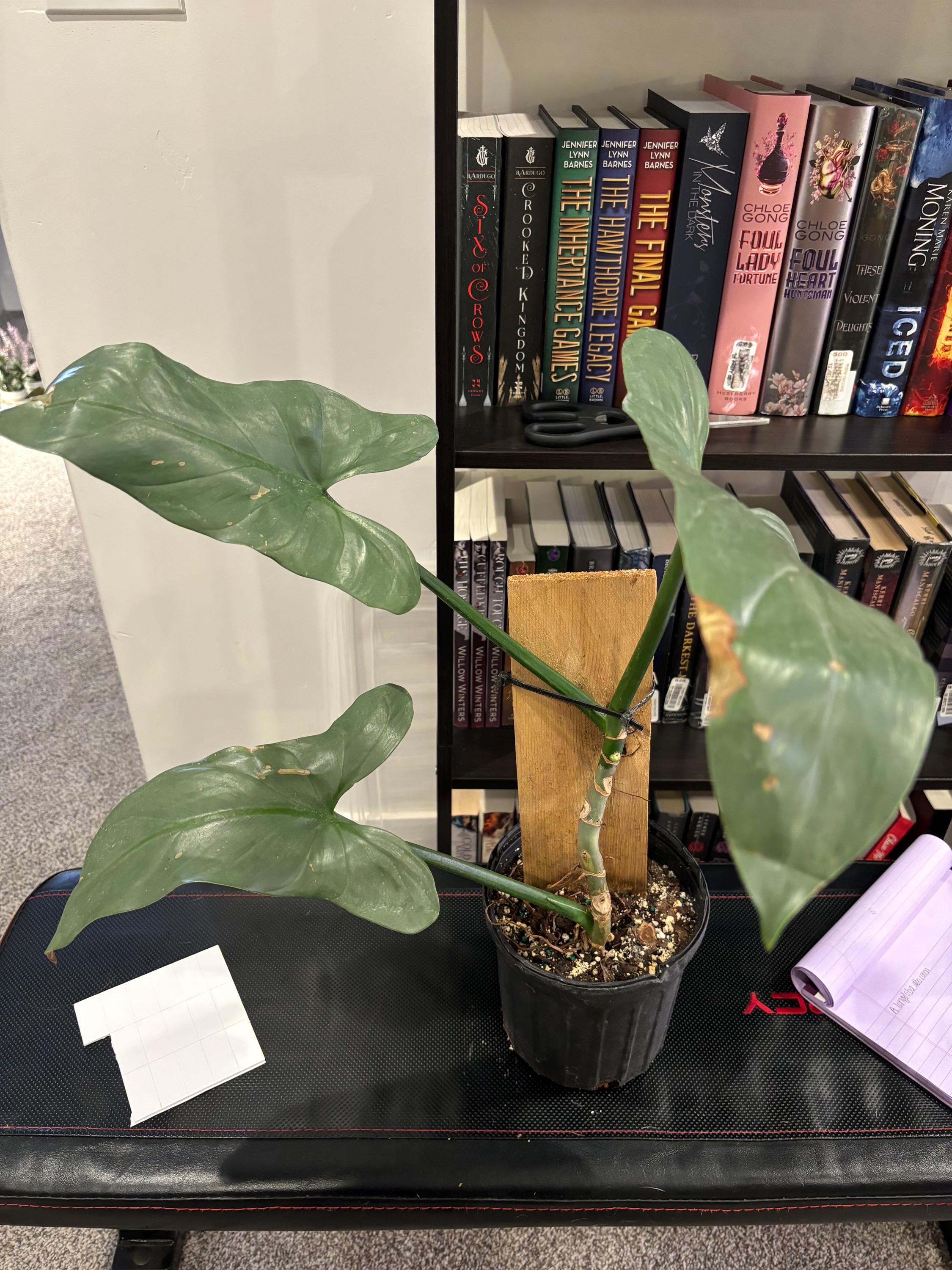 8” Philodendron Silver Sword With Wood Plank - Etsy