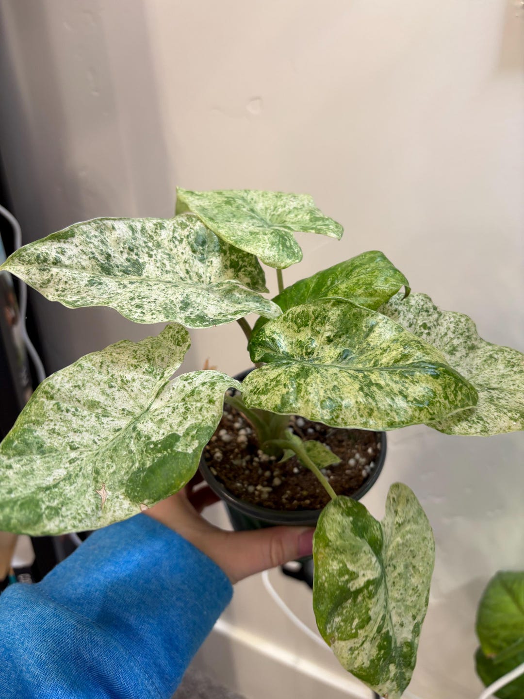 Alocasia Adora Batik With Pup in 4” Nursery Pot - Etsy
