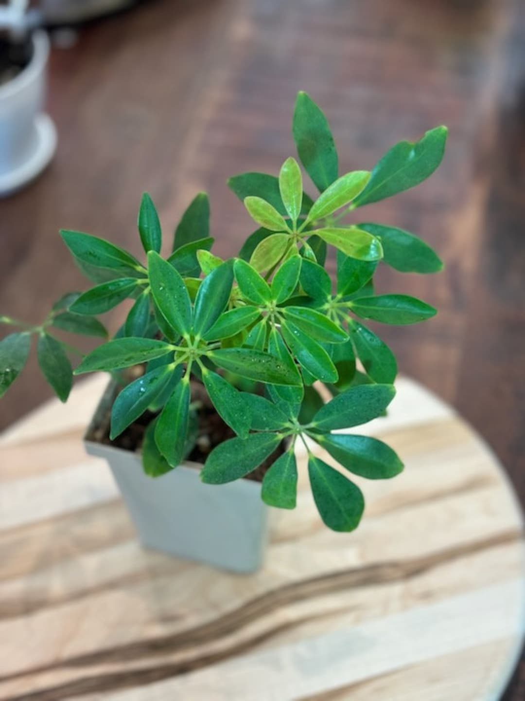 Dwarf Schefflera Arboricola dwarf Umbrella Tree - Etsy