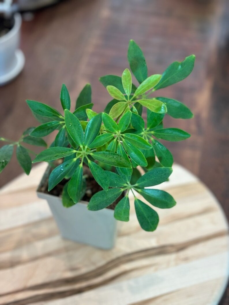Dwarf Schefflera Arboricola dwarf Umbrella Tree - Etsy