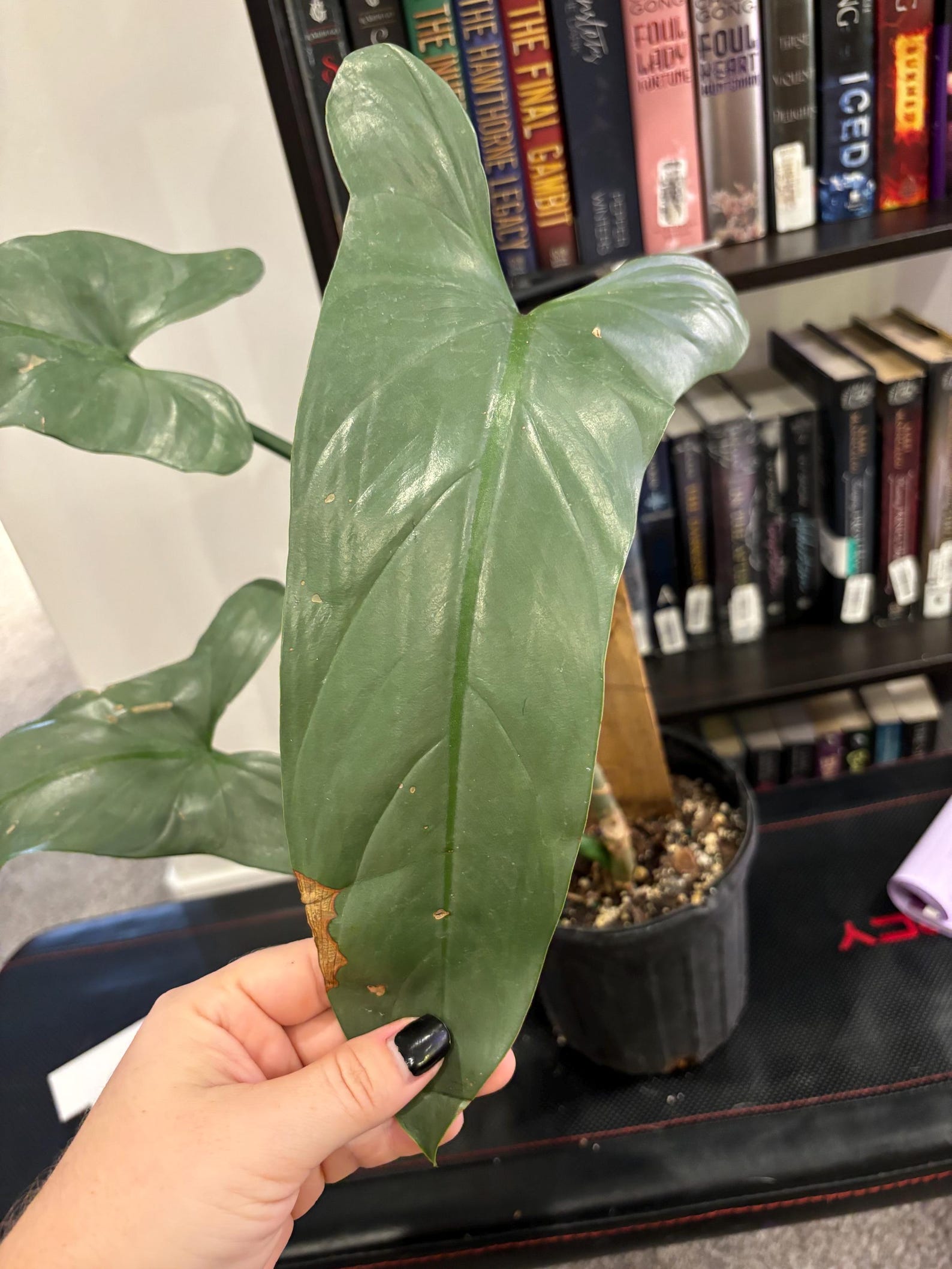 8” Philodendron Silver Sword With Wood Plank - Etsy