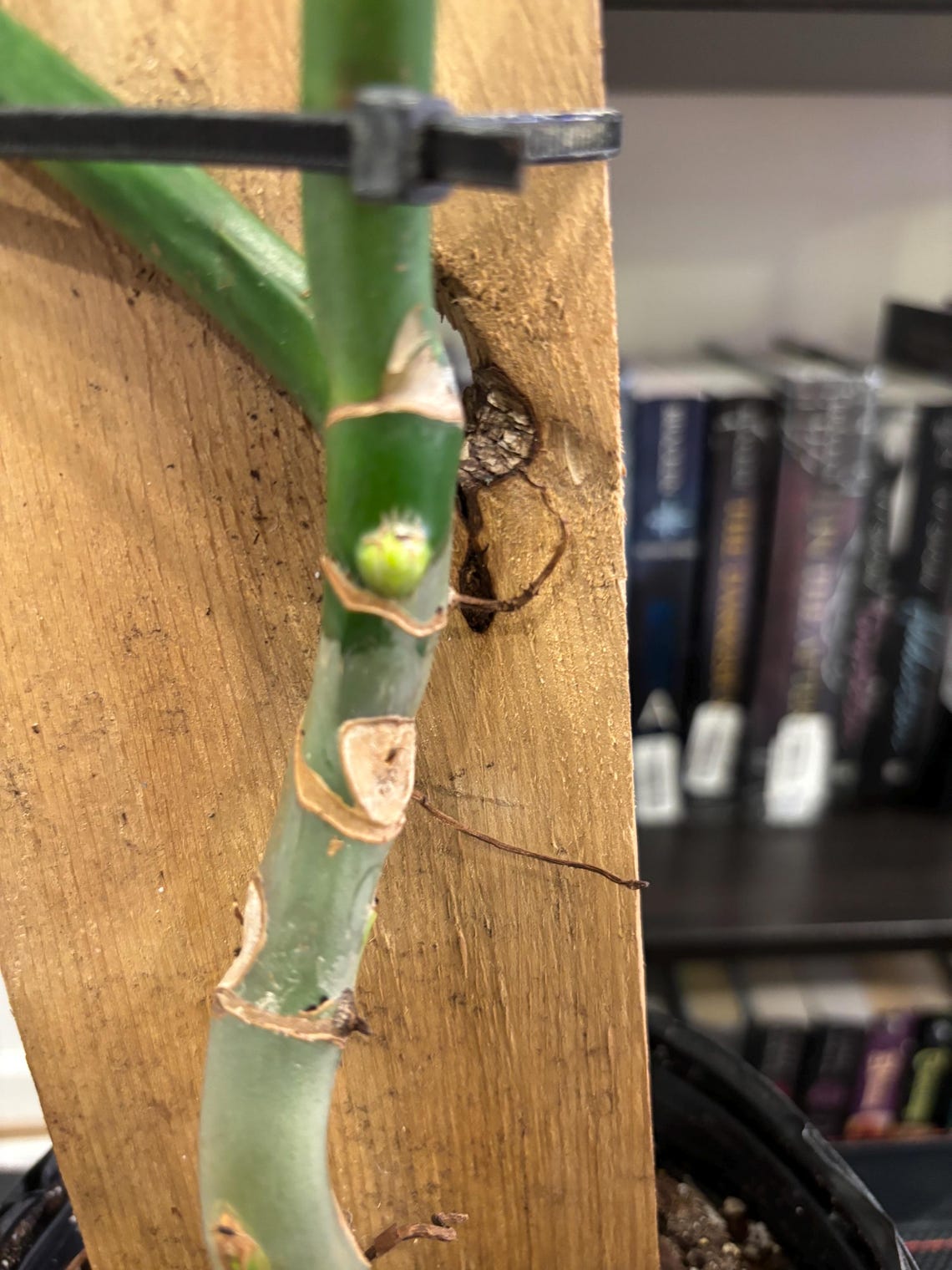 8 Philodendron Silver Sword With Wood Plank - Etsy