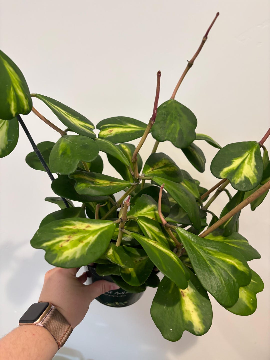 Hoya Kerrii Inner Variegated - Etsy