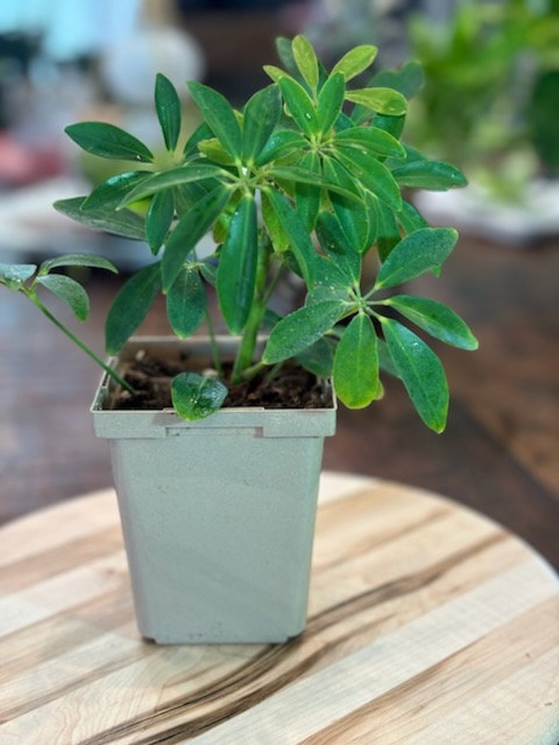 Dwarf Schefflera Arboricola dwarf Umbrella Tree - Etsy