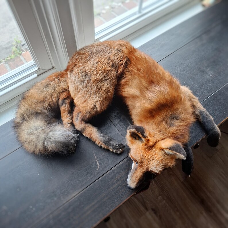 Wild Red Fox Semi-posable Soft Mount ~ Real Taxidermy Mount ~ Cute ...