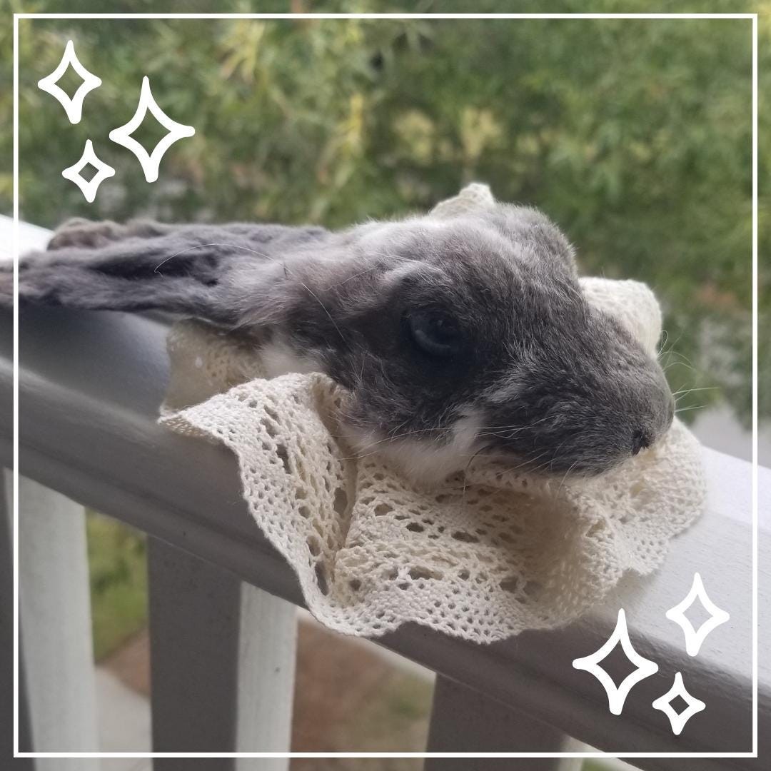 Rabbit Head Taxidermy Real Bunny Taxidermy Curiosity Gothic Oddity - Etsy