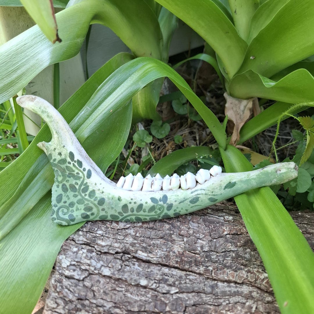 Painted Deer Jawbone ~ Gothic Bone Wall Art, Ethical Vulture Culture ...