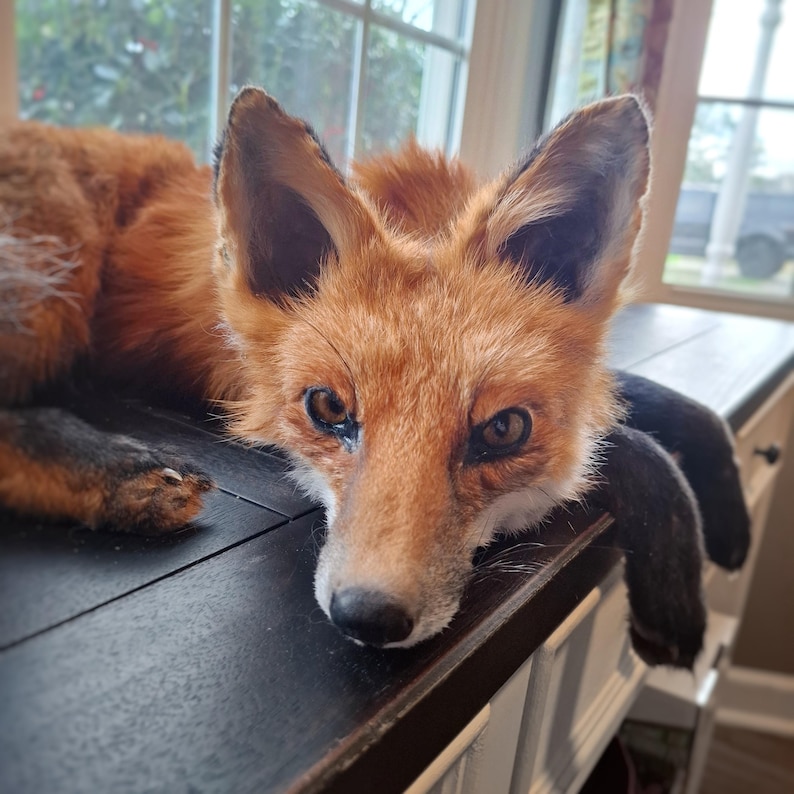 Wild Red Fox Semi-posable Soft Mount ~ Real Taxidermy Mount ~ Cute ...