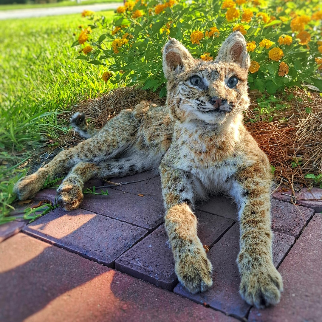 Soft Mount Bobcat Taxidermy ~ Real Wild Cat Taxidermy Curiosity ...