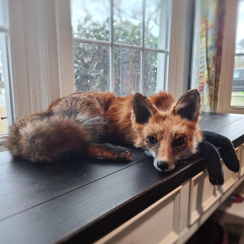 Wild Red Fox Semi-posable Soft Mount ~ Real Taxidermy Mount ~ Cute ...