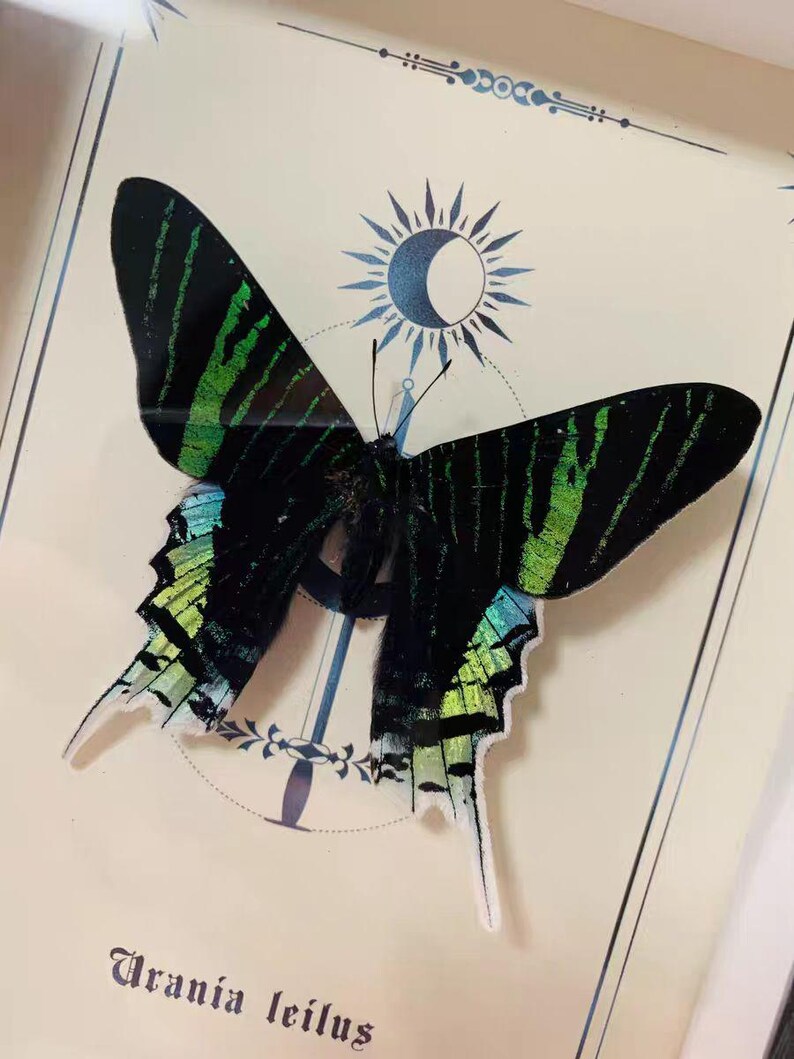 Realistic Sun Moth and Moon Moth Specimen Frame, chrysiridia Rhipheus ...