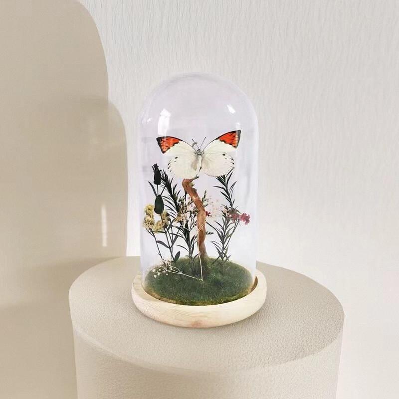 Transparent Glass Butterfly Specimen Display Stand Real Butterfly ...