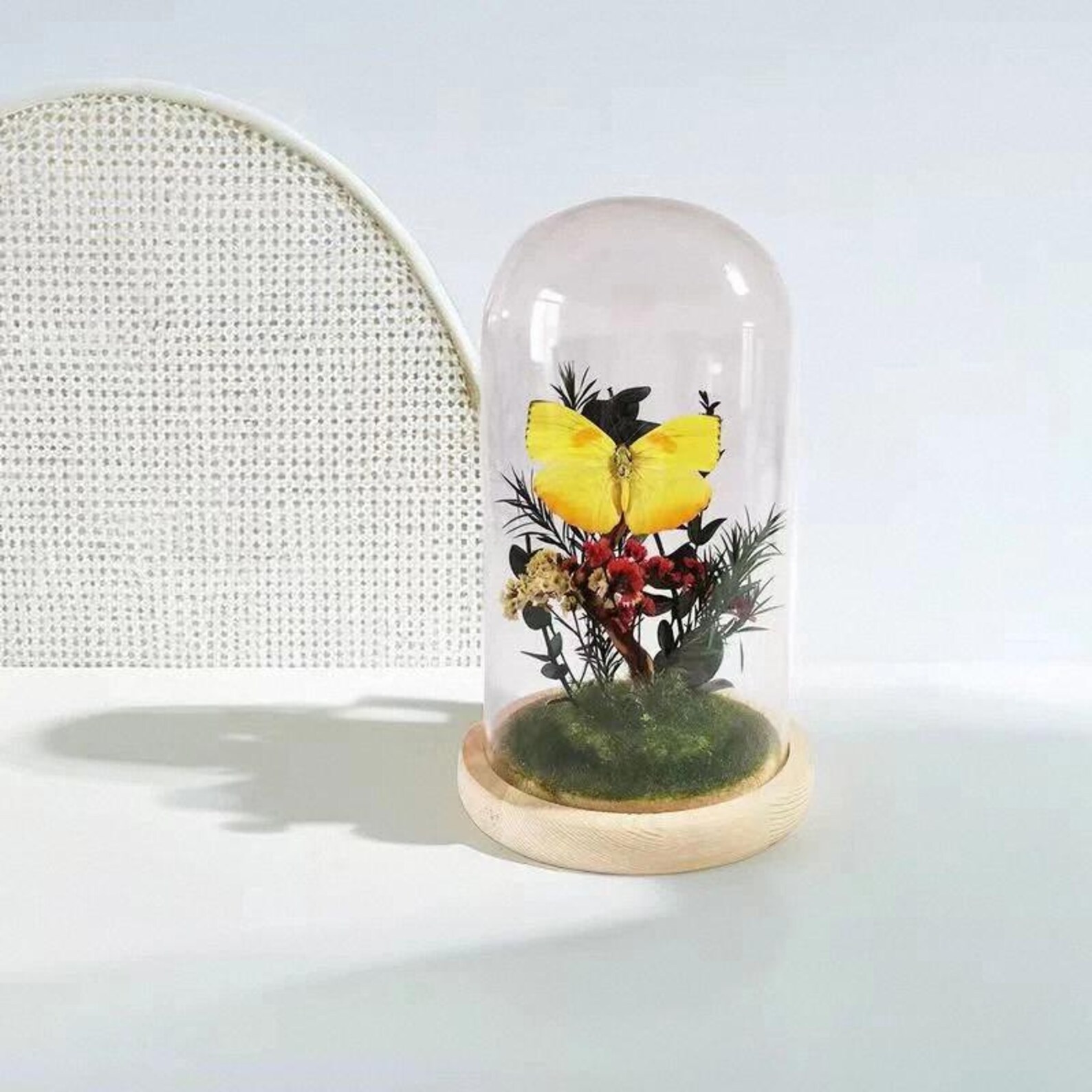 Transparent Glass Butterfly Specimen Display Stand Real Butterfly ...