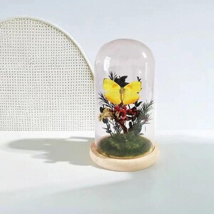 Transparent Glass Butterfly Specimen Display Stand Real Butterfly ...