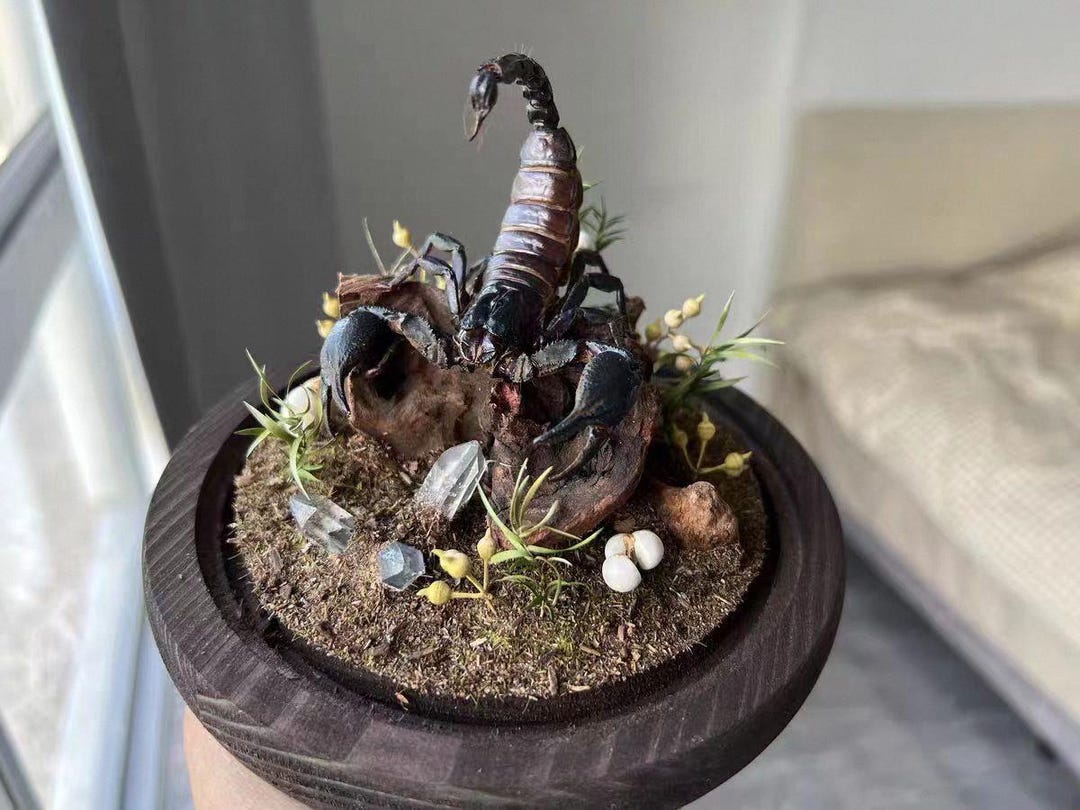 Scorpion Specimen in Bell Jar Real Animal Specimen Home Crystal Lamp ...