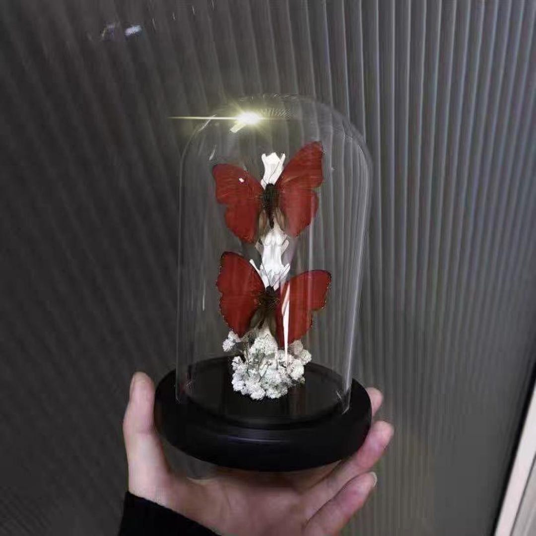 Real Butterfly in 3D With Round Base, Original Butterfly in Glass ...