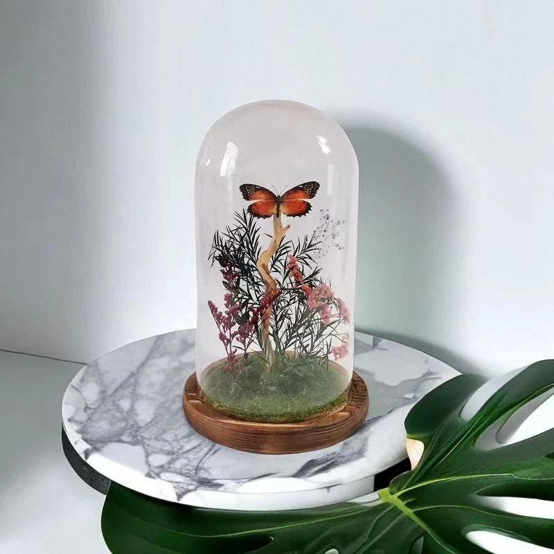Transparent Glass Butterfly Specimen Display Stand Real Butterfly ...