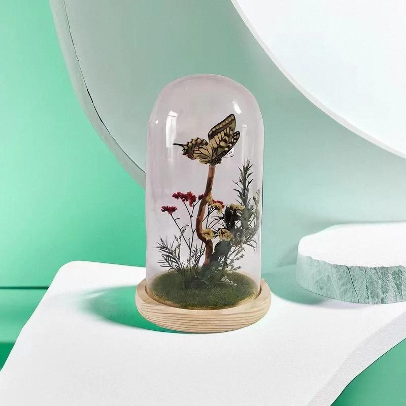 Transparent Glass Butterfly Specimen Display Stand Real Butterfly ...