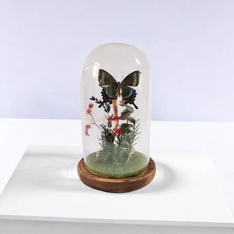 Transparent Glass Butterfly Specimen Display Stand Real Butterfly ...