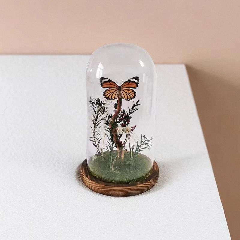 Transparent Glass Butterfly Specimen Display Stand Real Butterfly ...