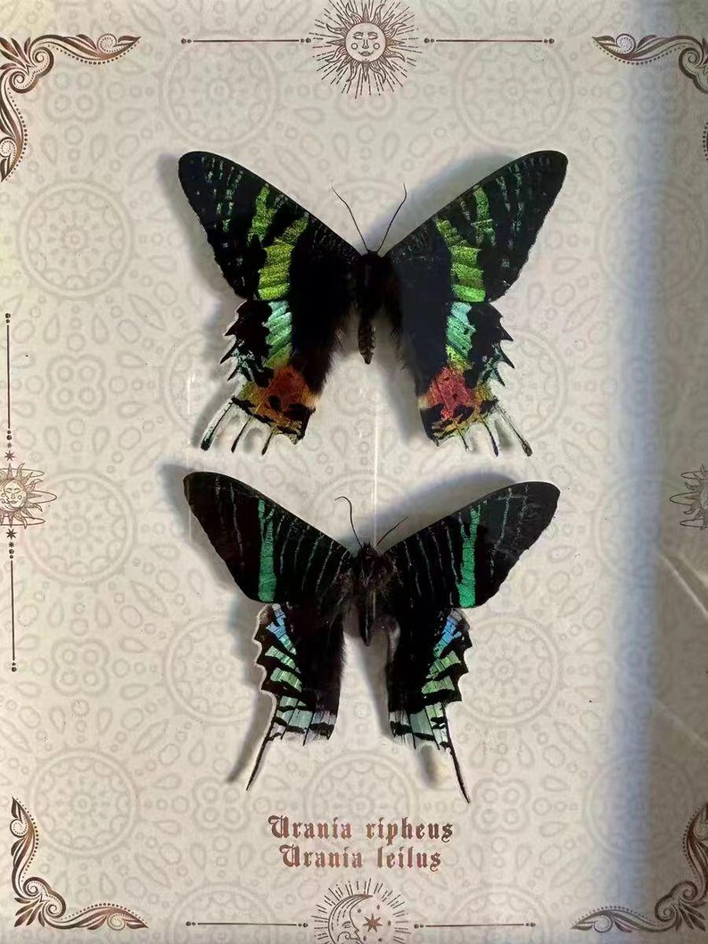 Realistic Sun Moth and Moon Moth Specimen Frame, chrysiridia Rhipheus ...