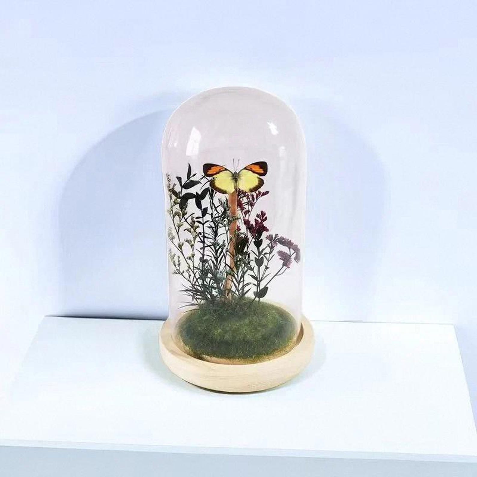 Transparent Glass Butterfly Specimen Display Stand Real Butterfly ...