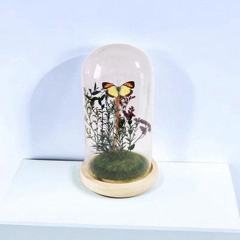Transparent Glass Butterfly Specimen Display Stand Real Butterfly ...