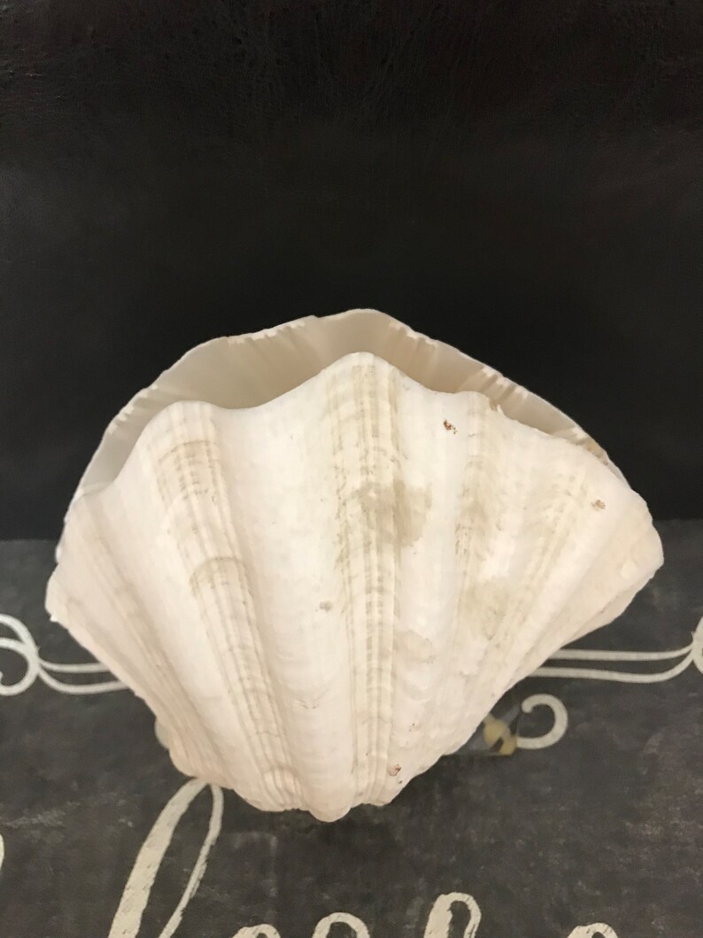 Giant Clam Shell Specimen on Museum Quality Acrylic Base - Etsy