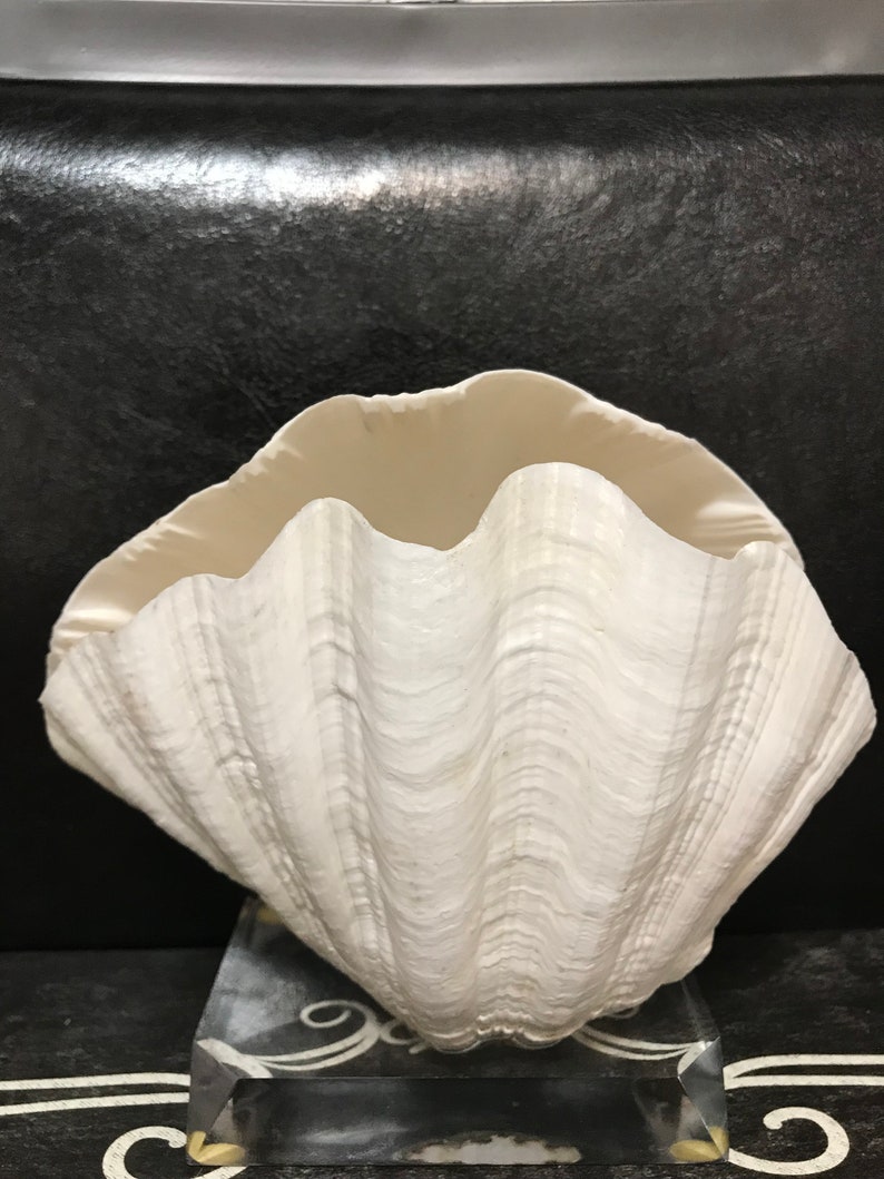 1970 Giant Clam Shell Specimen on Museum Quality Acrylic Base - Etsy