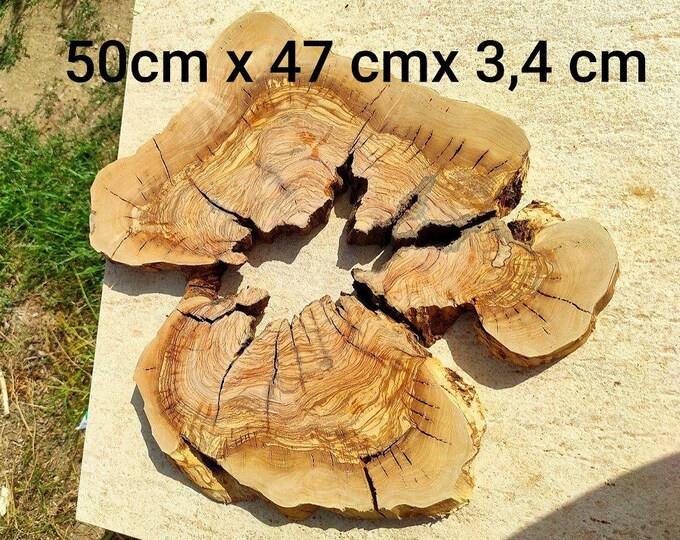 Slice of Olive Wood Briar, Olive Wood Briar Slab 12,2"x 9" X 1,3 ...