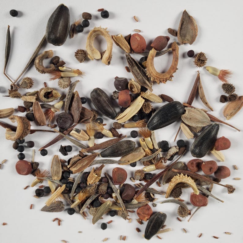 RUSH Photo Funeral Favors, Personalized Wildflower Seed Packets for ...