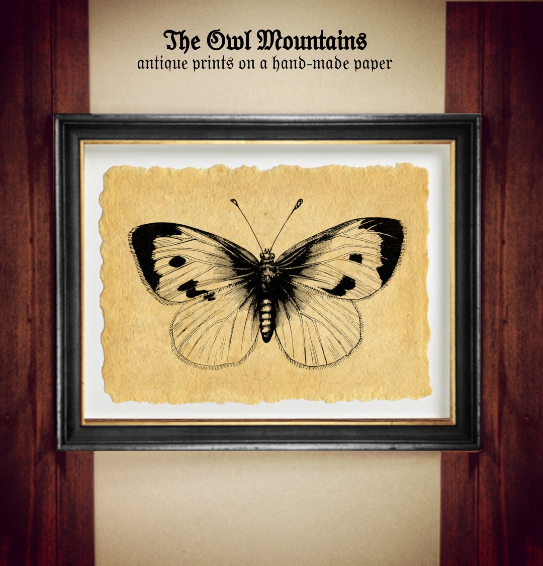 Butterfly Symbol of Transformation, Hope, and Rebirth, Vintage Print on ...