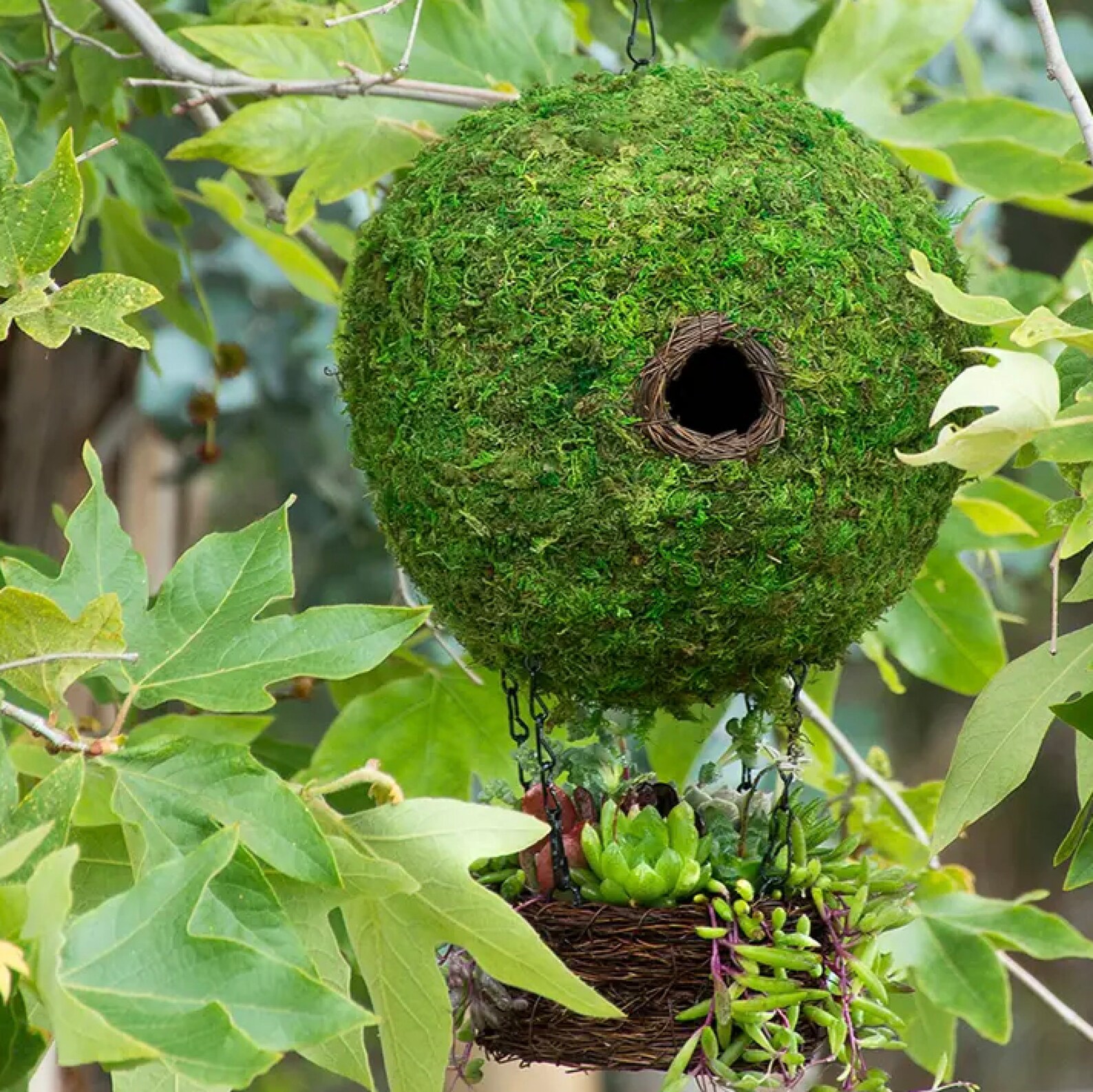 DIY Succulent Kit Air Balloon Planter - Etsy