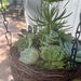 DIY Succulent Kit Air Balloon Planter - Etsy
