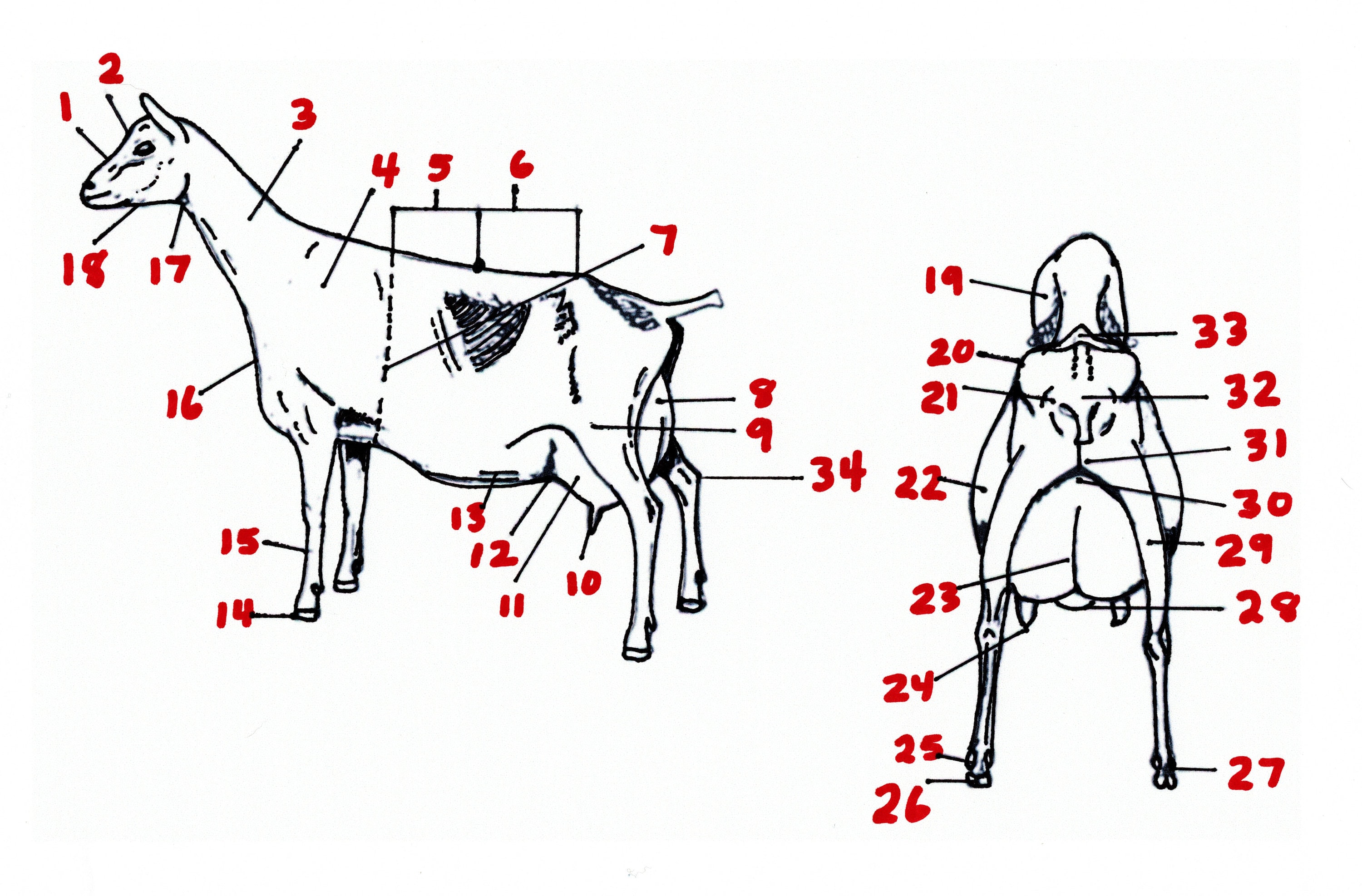 Dairy Goat Educational Board Game Champion Challenge/master Class Level ...