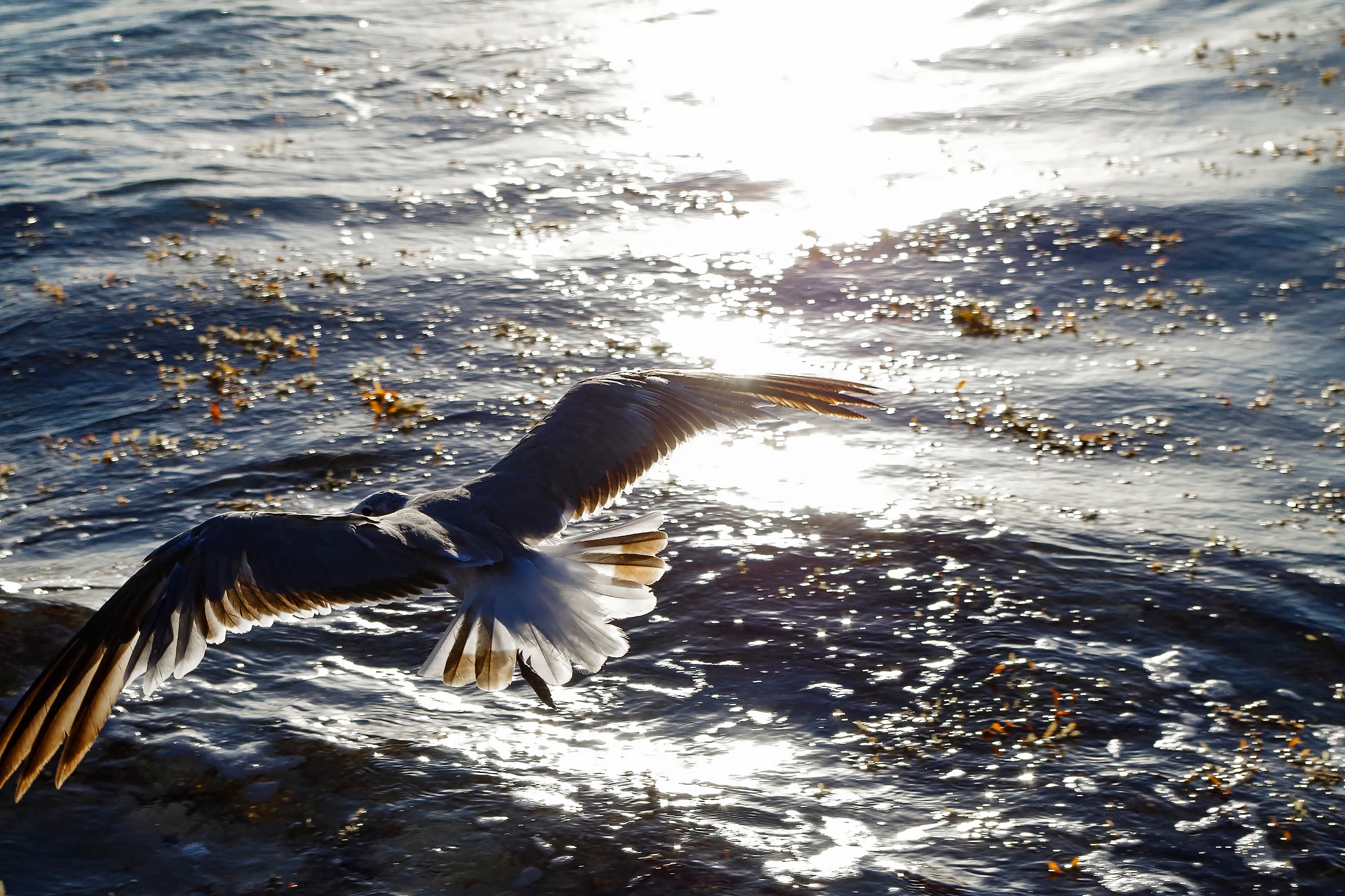 Printable Flying Seagull Photo | Instant Download Bird in Flight ...