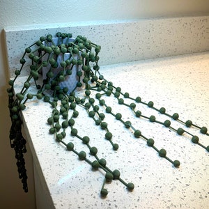 3D Printed String of Pearls Articulating Plant - Etsy