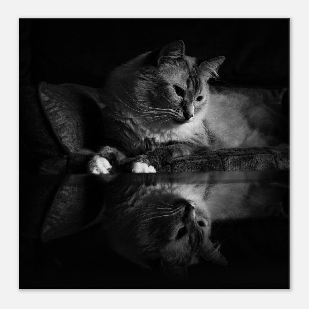 Black and White Lynx Point Siamese Reflection Cat Photography Print ...