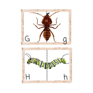 Insect Alphabet Flashcards Printable for Kids | Alphabet Match |letter ...