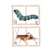 Insect Alphabet Flashcards Printable for Kids | Alphabet Match |letter ...