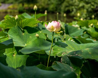 Water Lotus Flower, Nature Photography - Etsy