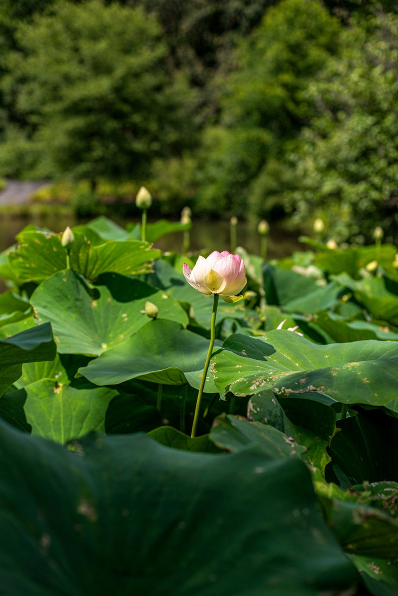 Lotus Bulb Flower in Water, Nature Photography - Etsy