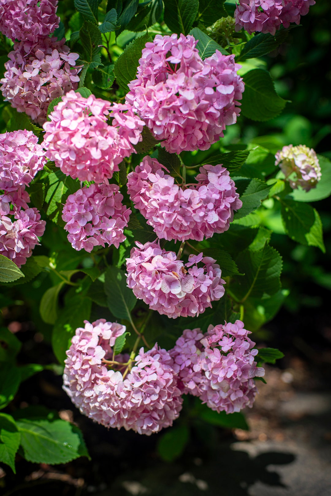 Pink Hydrangeas, Nature Photography, Pink Flowers - Etsy