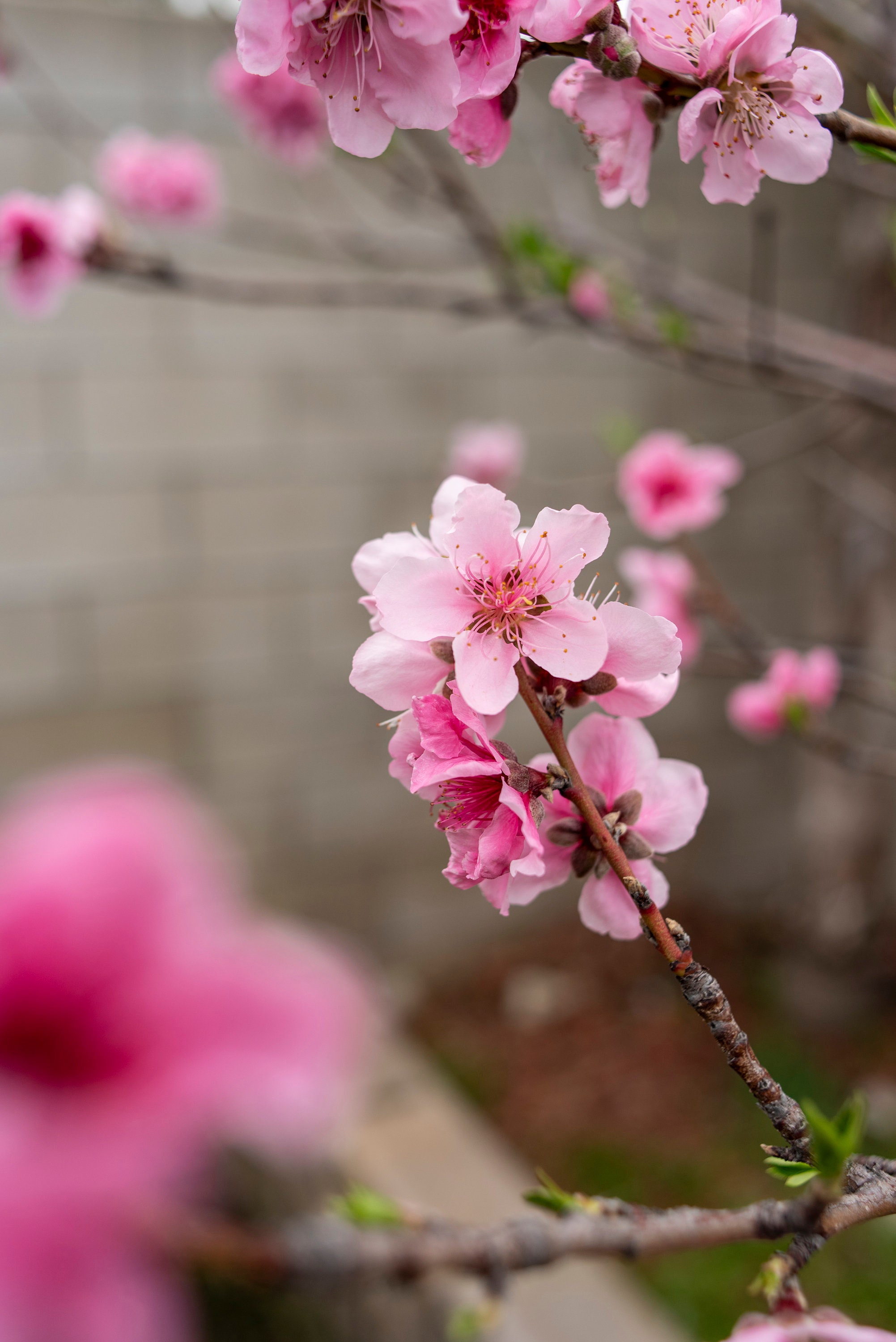 Pink Peach Blossom Set (4), Nature Photography, Pink Flowers, Fruit ...