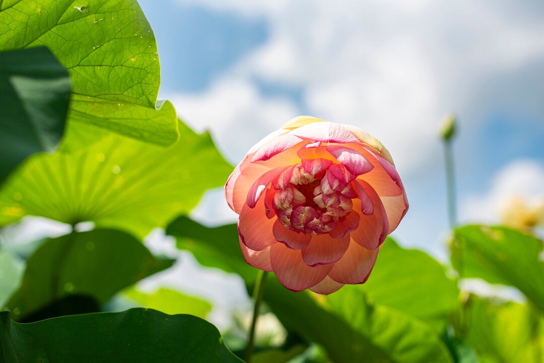 Water Lotus Flower, Nature Photography - Etsy