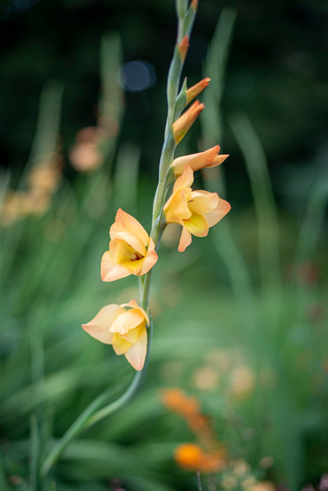 Soft Yellow Flowers, Nature Photography - Etsy