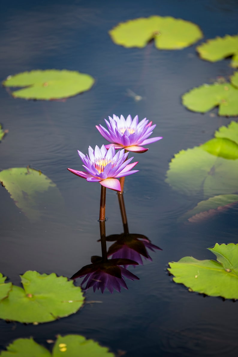 Lilies in Water, Nature Photography, Purple Flowers - Etsy