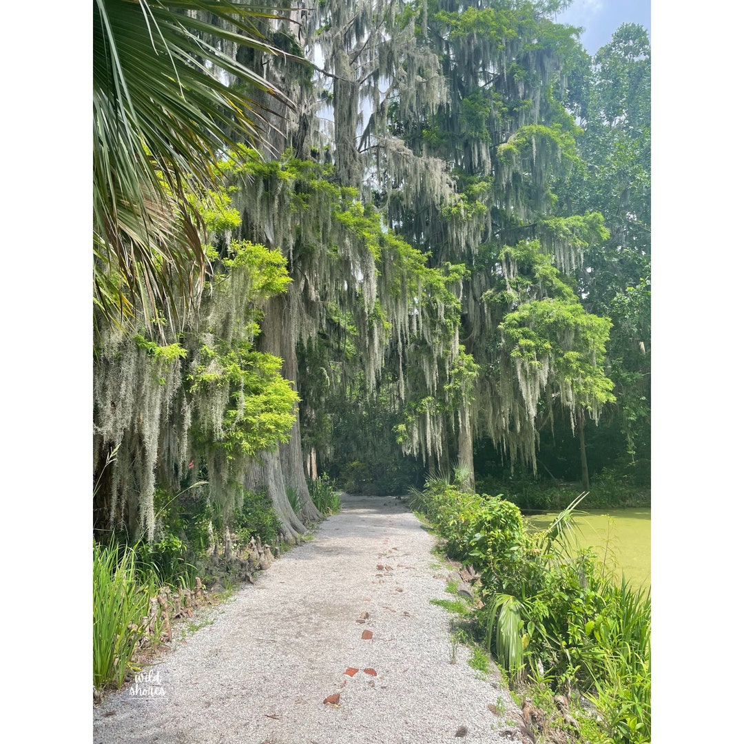 Marsh Pathway View at Magnolia Plantation & Gardens - Charleston Digital Photo Download - Etsy